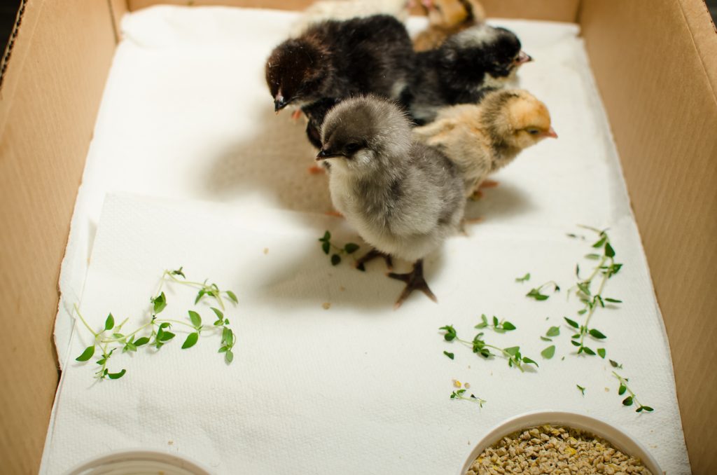 How to Set Up Your Outdoor Chicken Brooder - Backyard Poultry